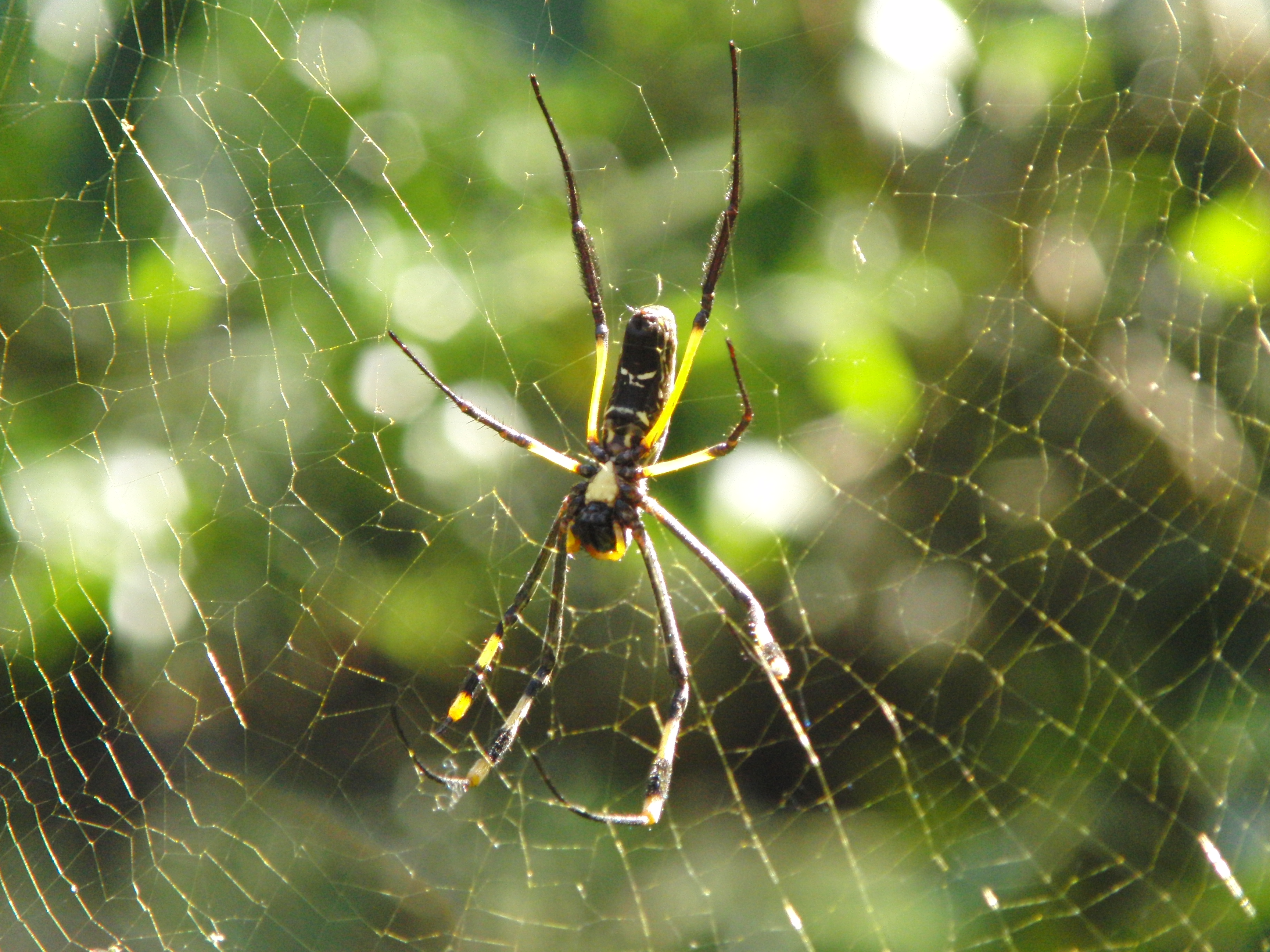 yellow orb weaver spin zuid afrika – My Wanderlust Diary